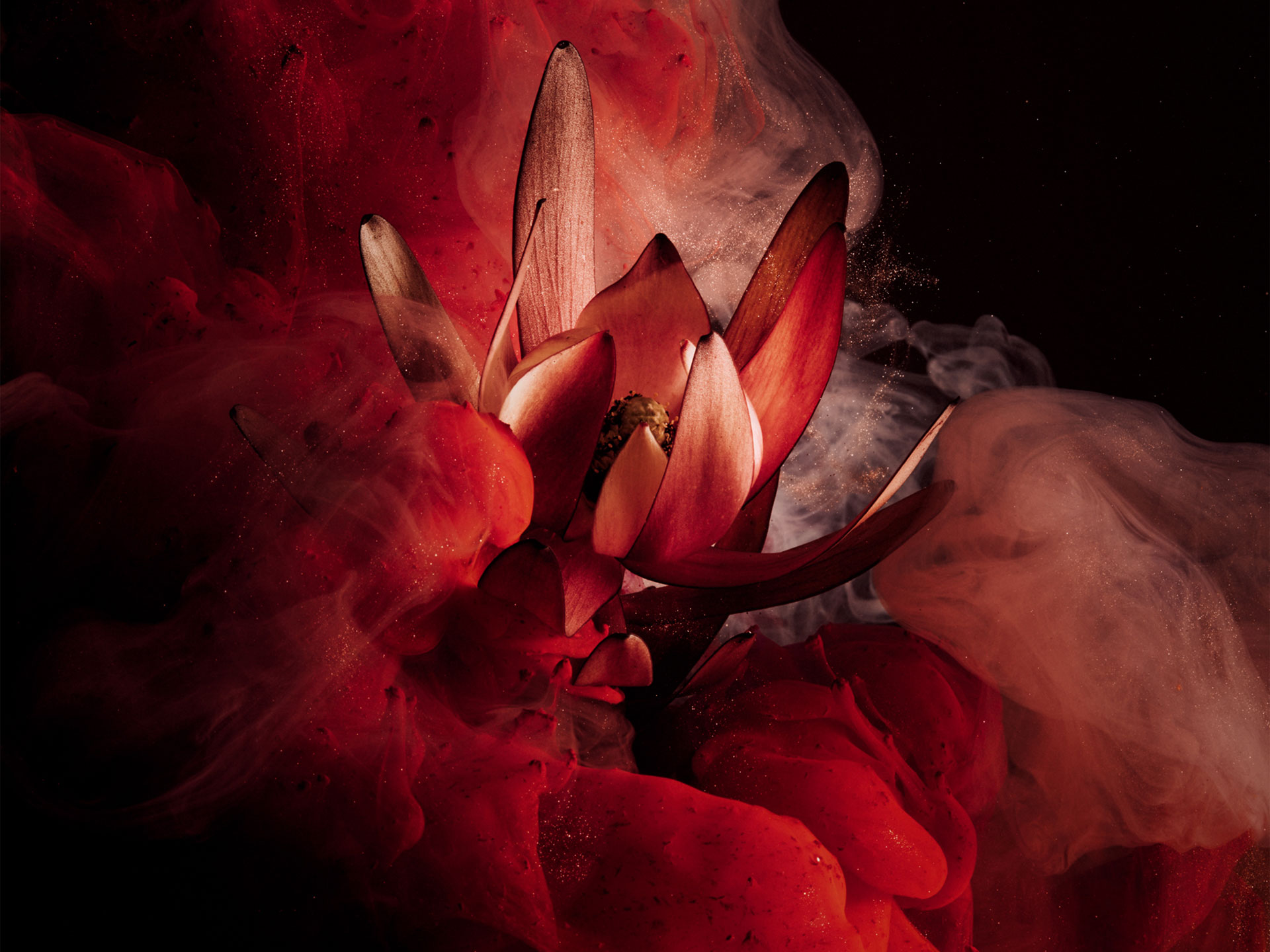 Transience - Photography Chronicle